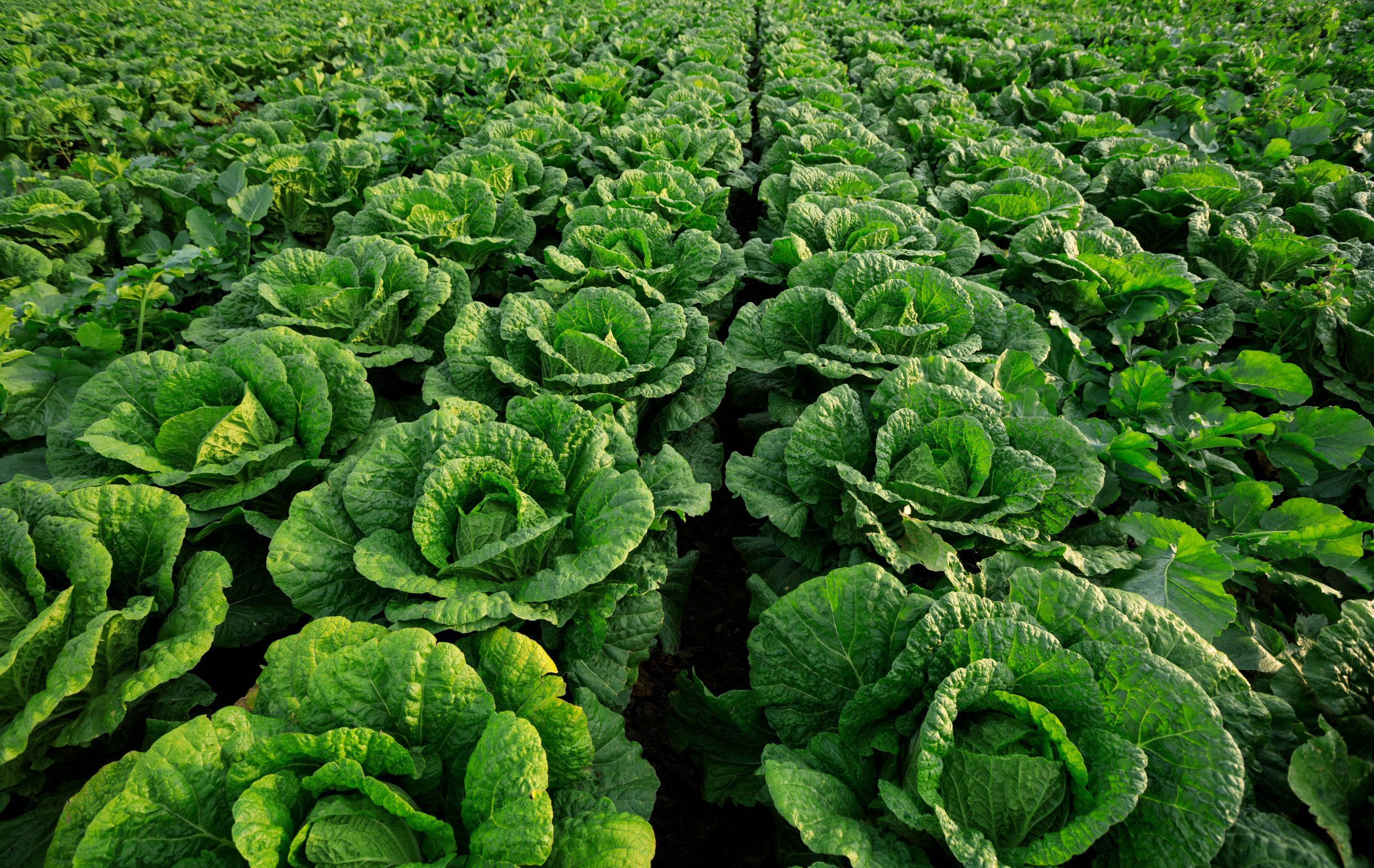 De Blue Monday a Green Monday: El poder del campo para cambiar la ...